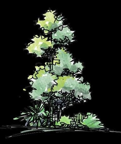 Hand-drawn Trees, Tree, Tree Elevations PNG, Landscape Design Elements ...