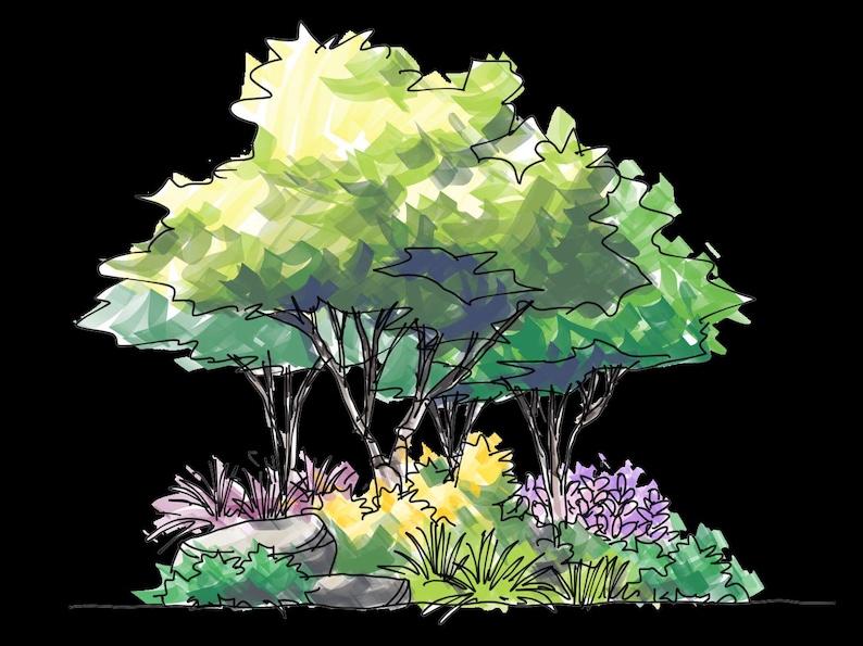 Hand-drawn Trees, Tree, Tree Elevations PNG, Landscape Design Elements ...