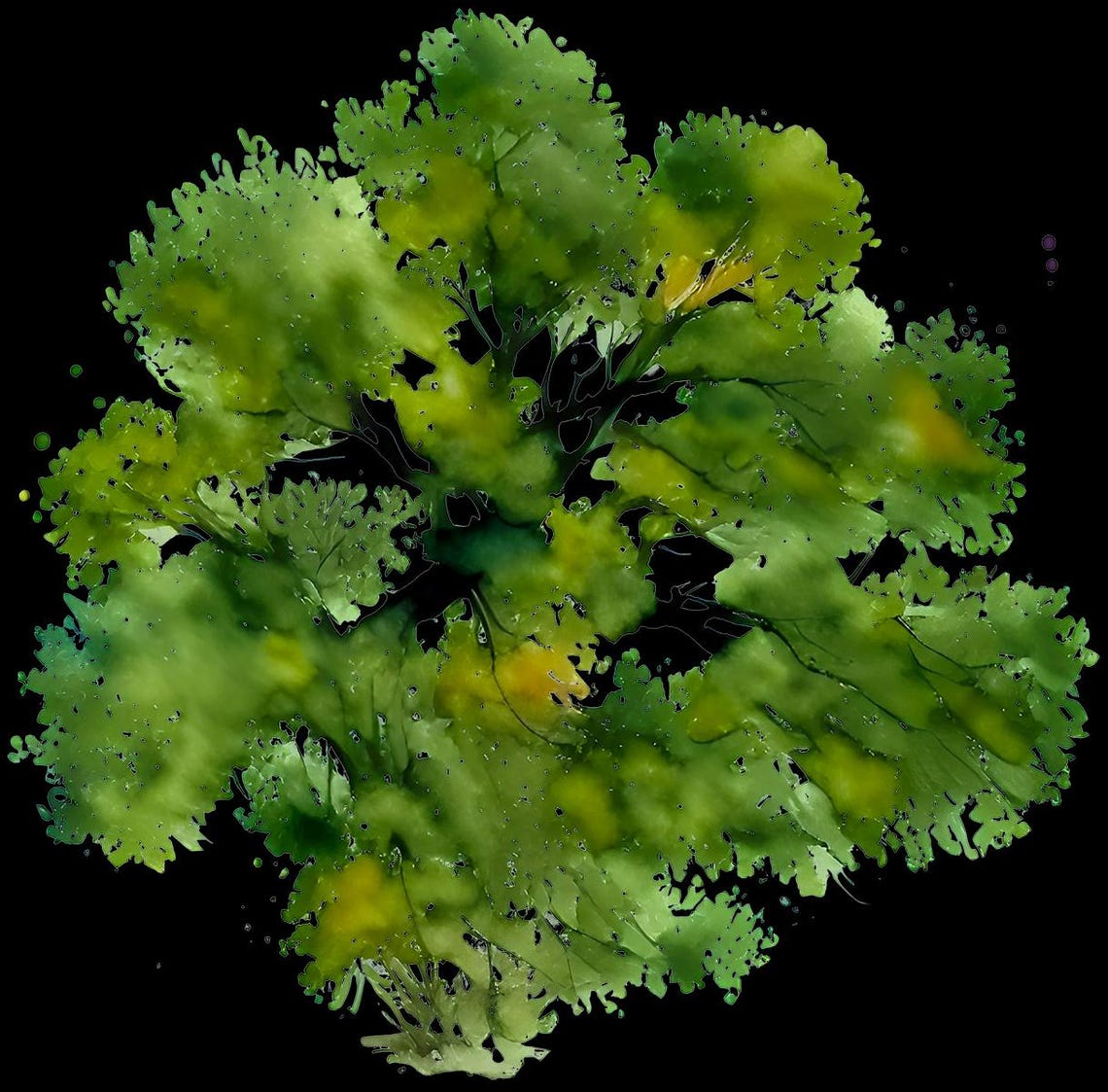 Tree Top View and Plan PNG Templates for Landscape Design | Digital ...