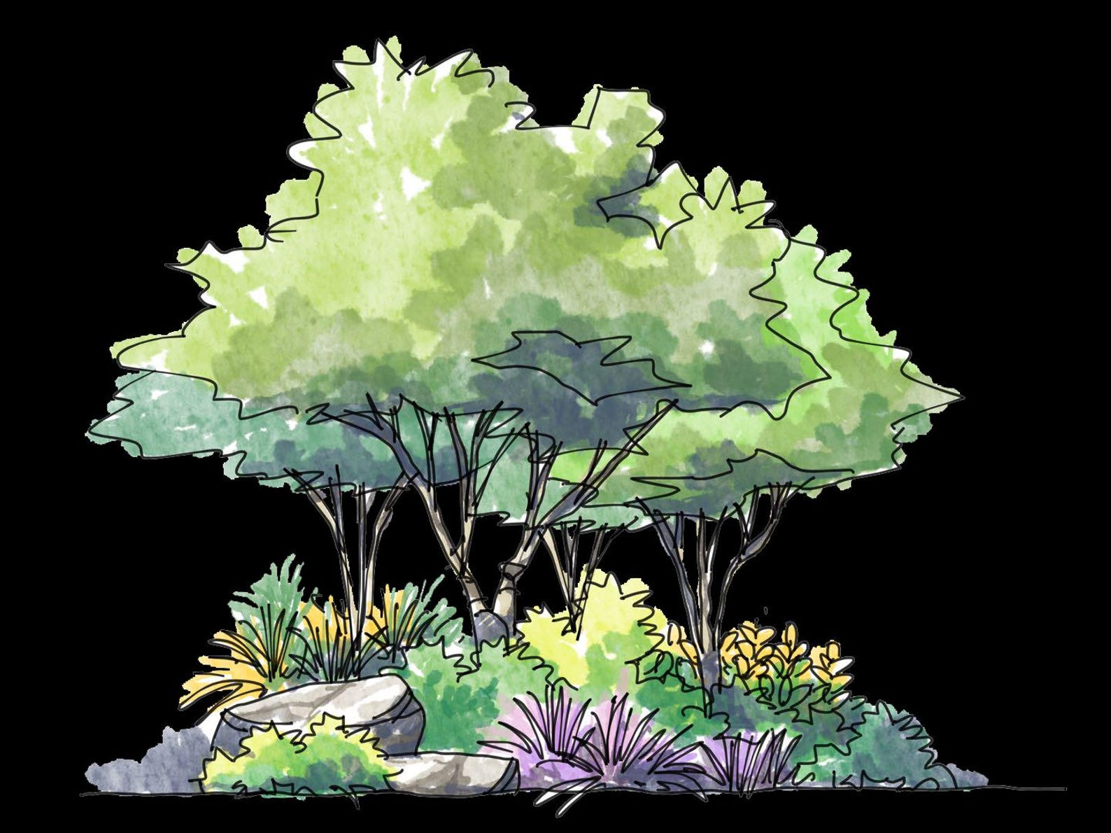 Hand-drawn Trees, Tree, Tree Elevations PNG, Landscape Design Elements ...