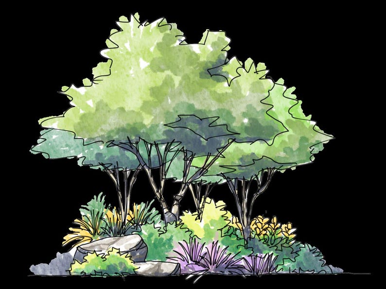 Hand-drawn Trees, Tree, Tree Elevations PNG, Landscape Design Elements ...