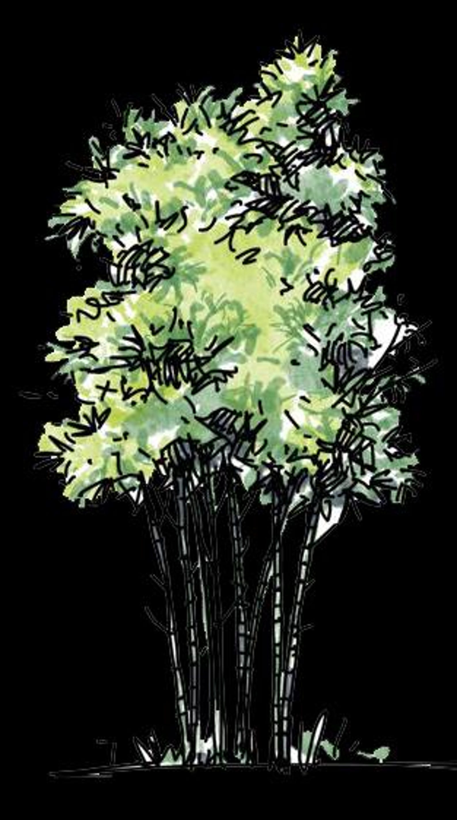 Hand-drawn Trees, Tree, Tree Elevations PNG, Landscape Design Elements ...