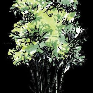 Hand-drawn Trees, Tree, Tree Elevations PNG, Landscape Design Elements ...