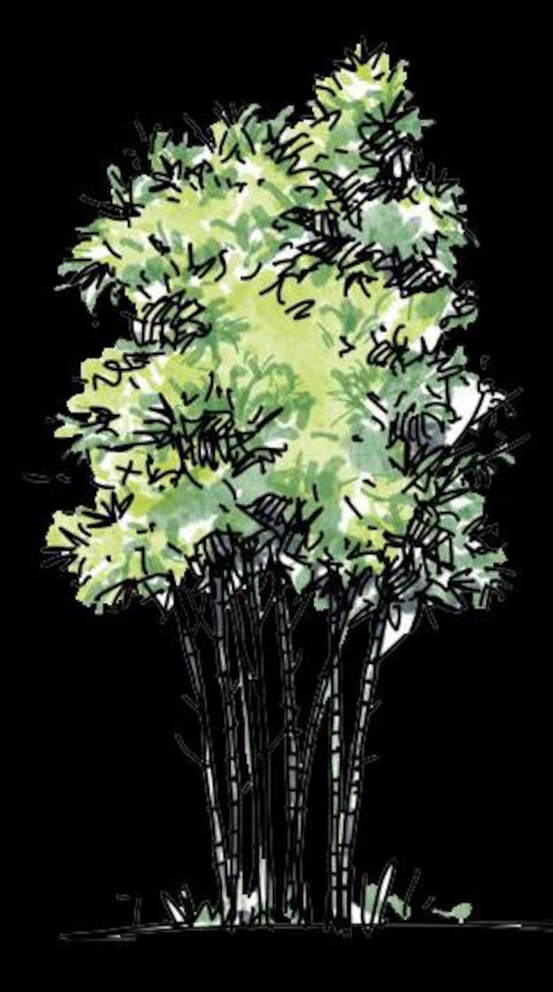 Hand-drawn Trees, Tree, Tree Elevations PNG, Landscape Design Elements ...