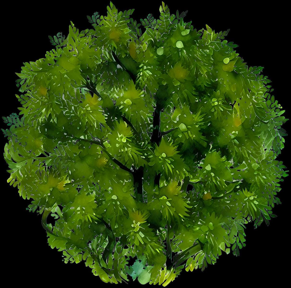 Tree Top View PNG Clipart | Landscape Design Elements & Architecture ...