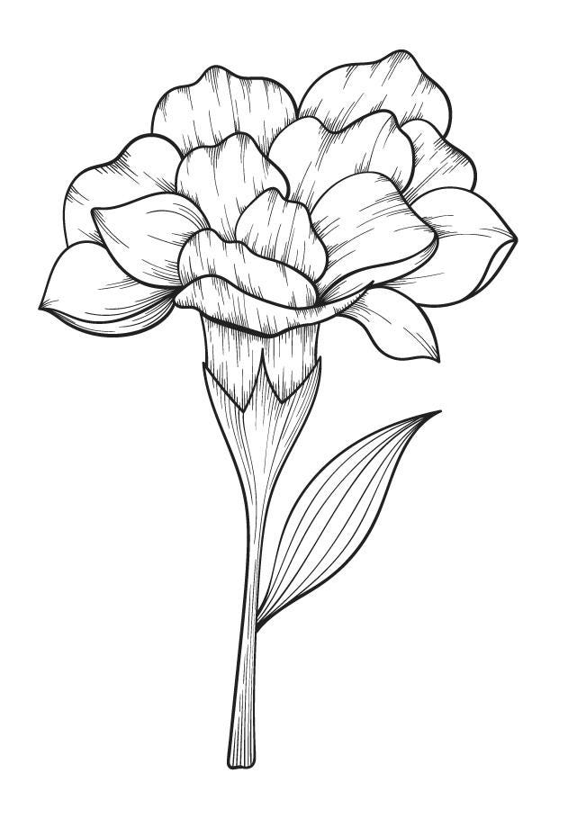 52 Wild Flower PNG, Greenery PNG, Floral Border, Branch Leaf, Hand ...