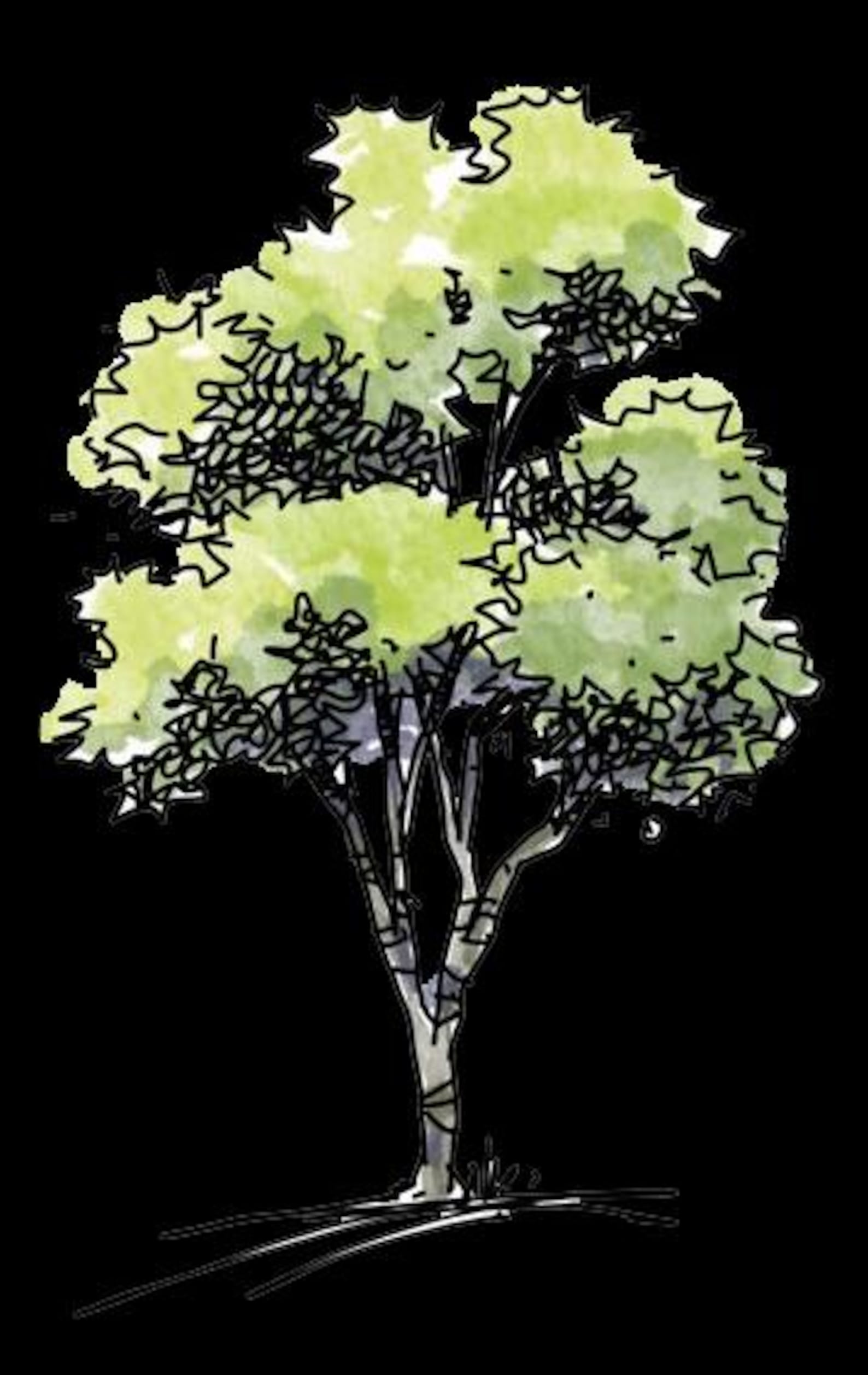 Hand-drawn Trees, Tree, Tree Elevations PNG, Landscape Design Elements ...