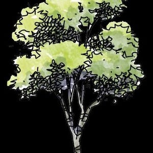 Hand-drawn Trees, Tree, Tree Elevations PNG, Landscape Design Elements ...