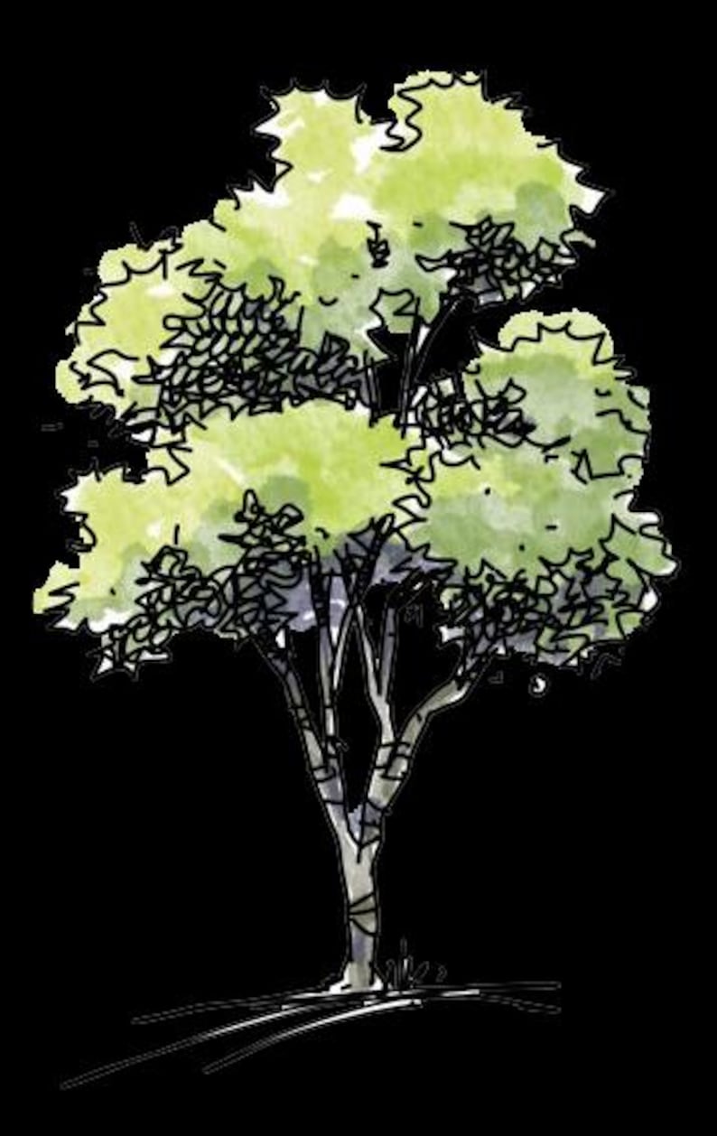 Hand-drawn Trees, Tree, Tree Elevations PNG, Landscape Design Elements ...