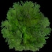 Tree Top View PNG Clipart | Landscape Design Elements & Architecture ...