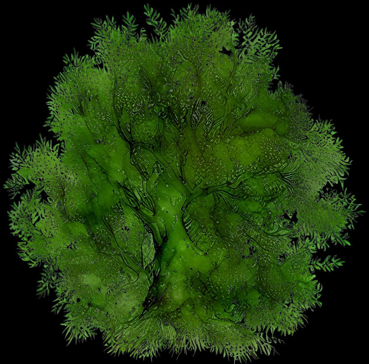 Tree Top View and Plan PNG Templates for Landscape Design | Digital ...