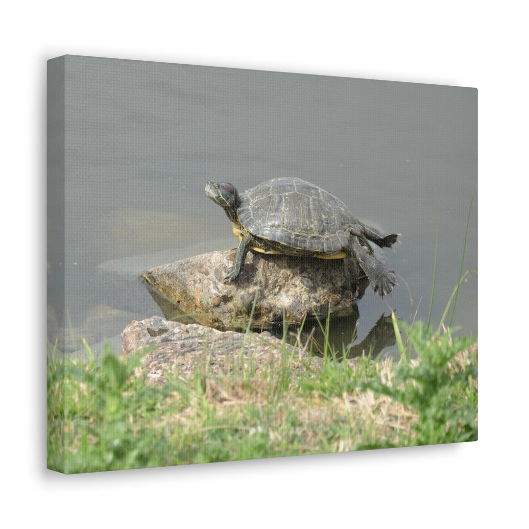 Red-eared Slider Turtle Photograph on Canvas - Etsy