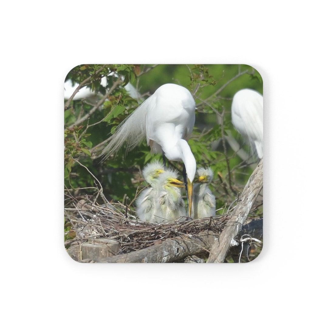 Great Egret Bird Nest With Chicks Glossy Coasters Set of 4 - Etsy
