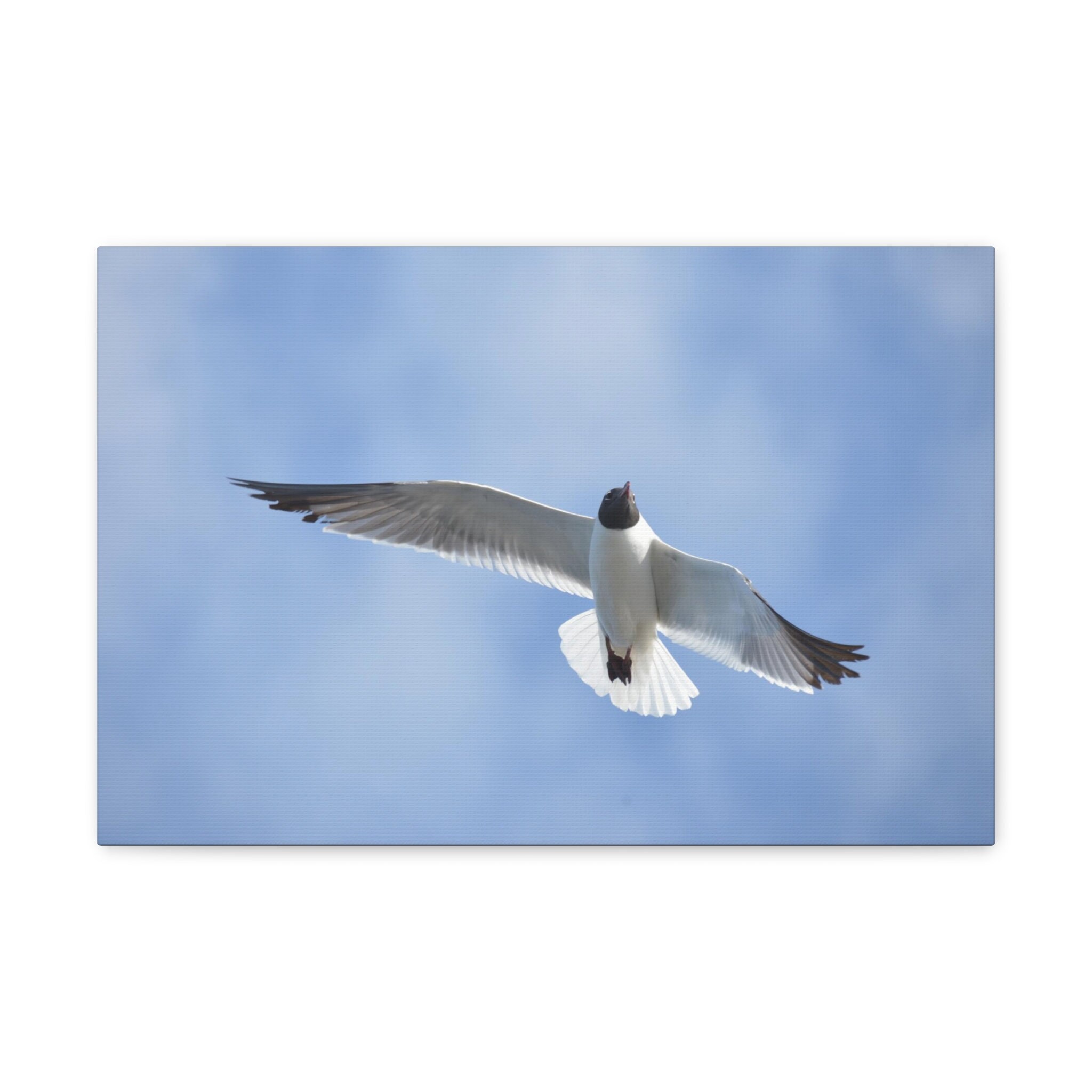 Seagull Flying Photograph on Canvas - Etsy