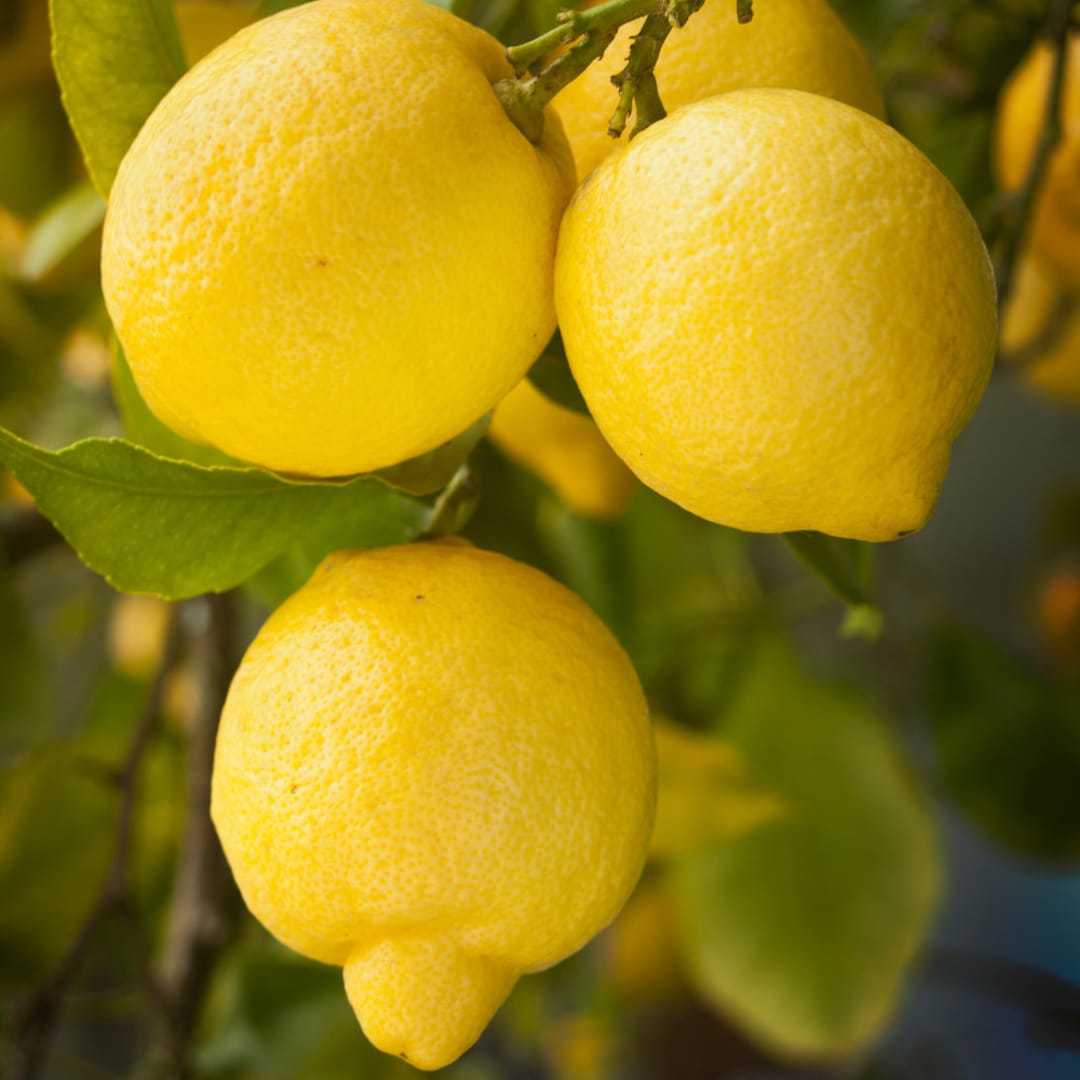 Lemon Tree Citrus 'citron' Established Tree in a 9cm - Etsy