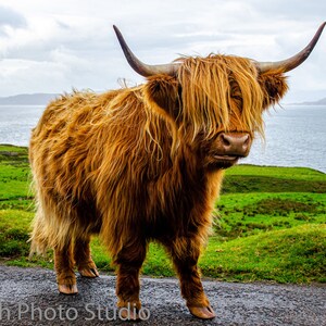 Highland Coo Walking Digital Print - Etsy