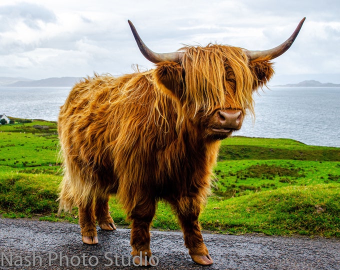 Highland Coo Walking -- Digital Print - Etsy