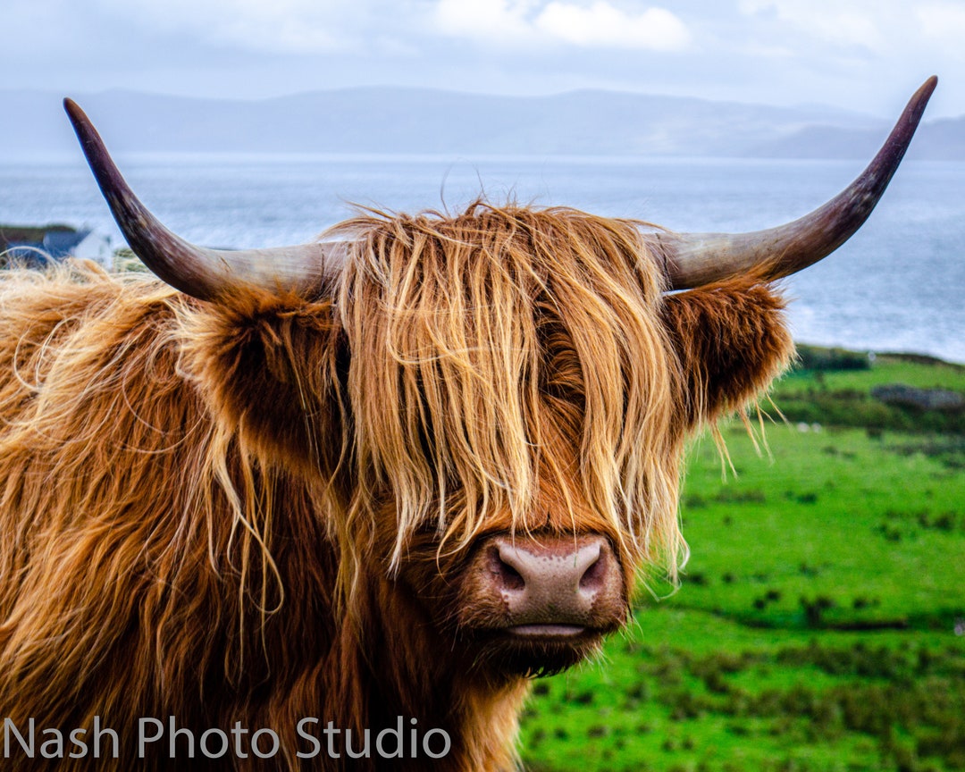 Scottish Highland Coo Photograph -- Digital Download - Etsy