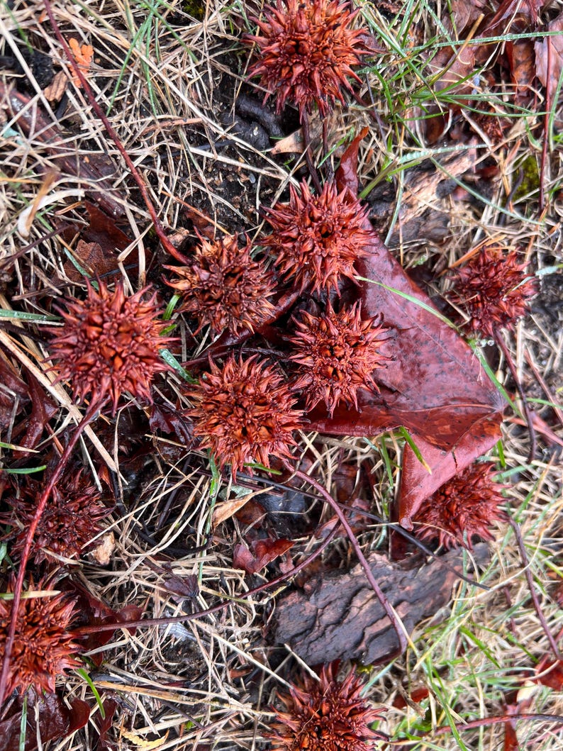 Dried Sweet Gum Seed Pods Box of 50 Witches Burr Forest Urchins Spiked ...