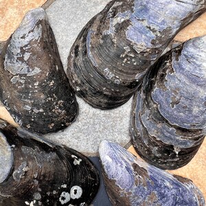 Blue Mussel Seashells From Coast of Maine 1# (35-45 Pcs) Science Class ...