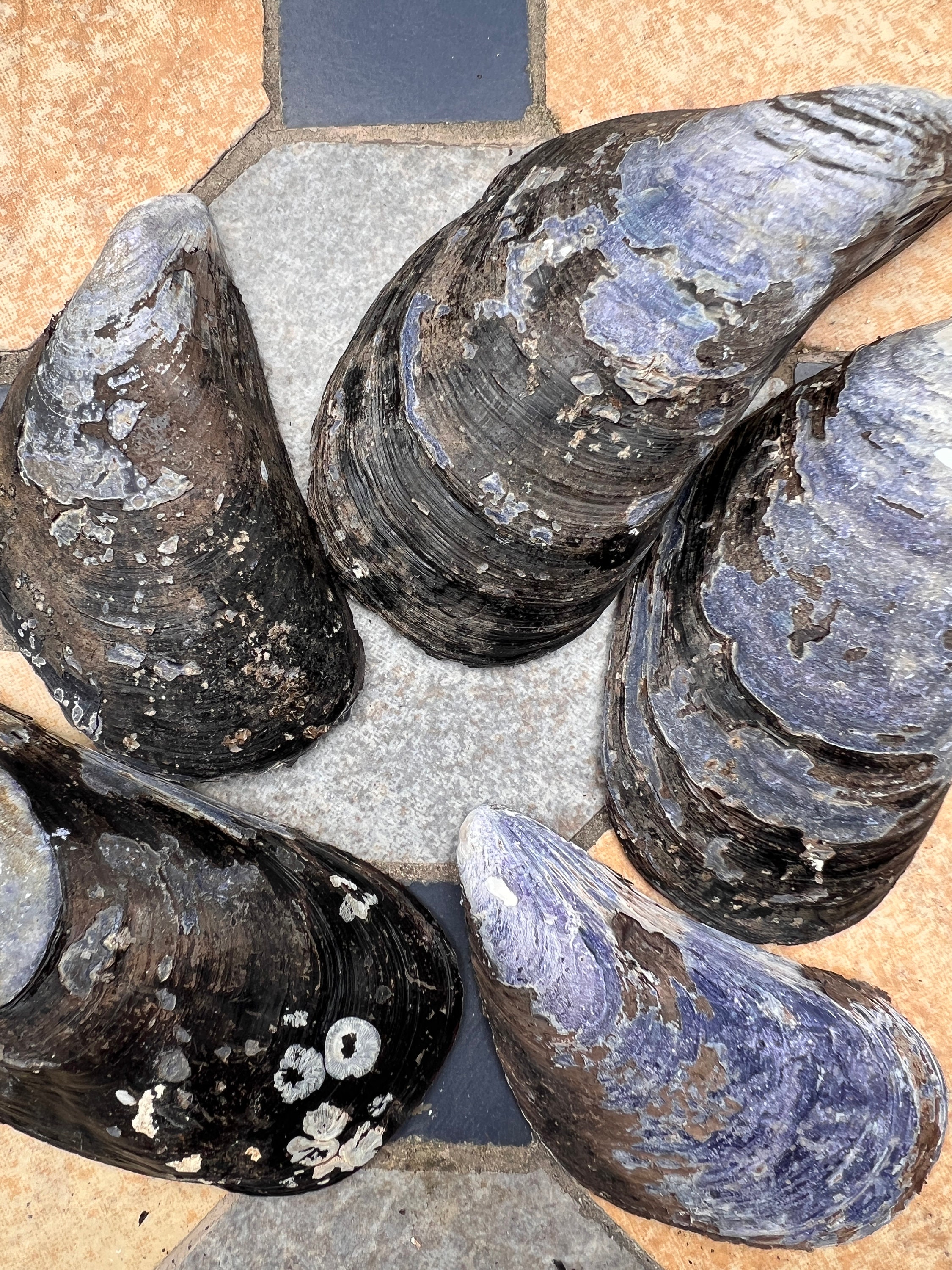 Blue Mussel Seashells From Coast of Maine 1 35-45 Pcs Science Class ...