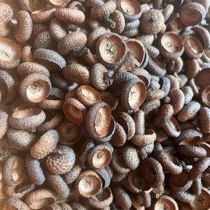 Acorns Assorted Inventory Clearance Acorn Buds, Acorns, Acorn Cap. - Etsy
