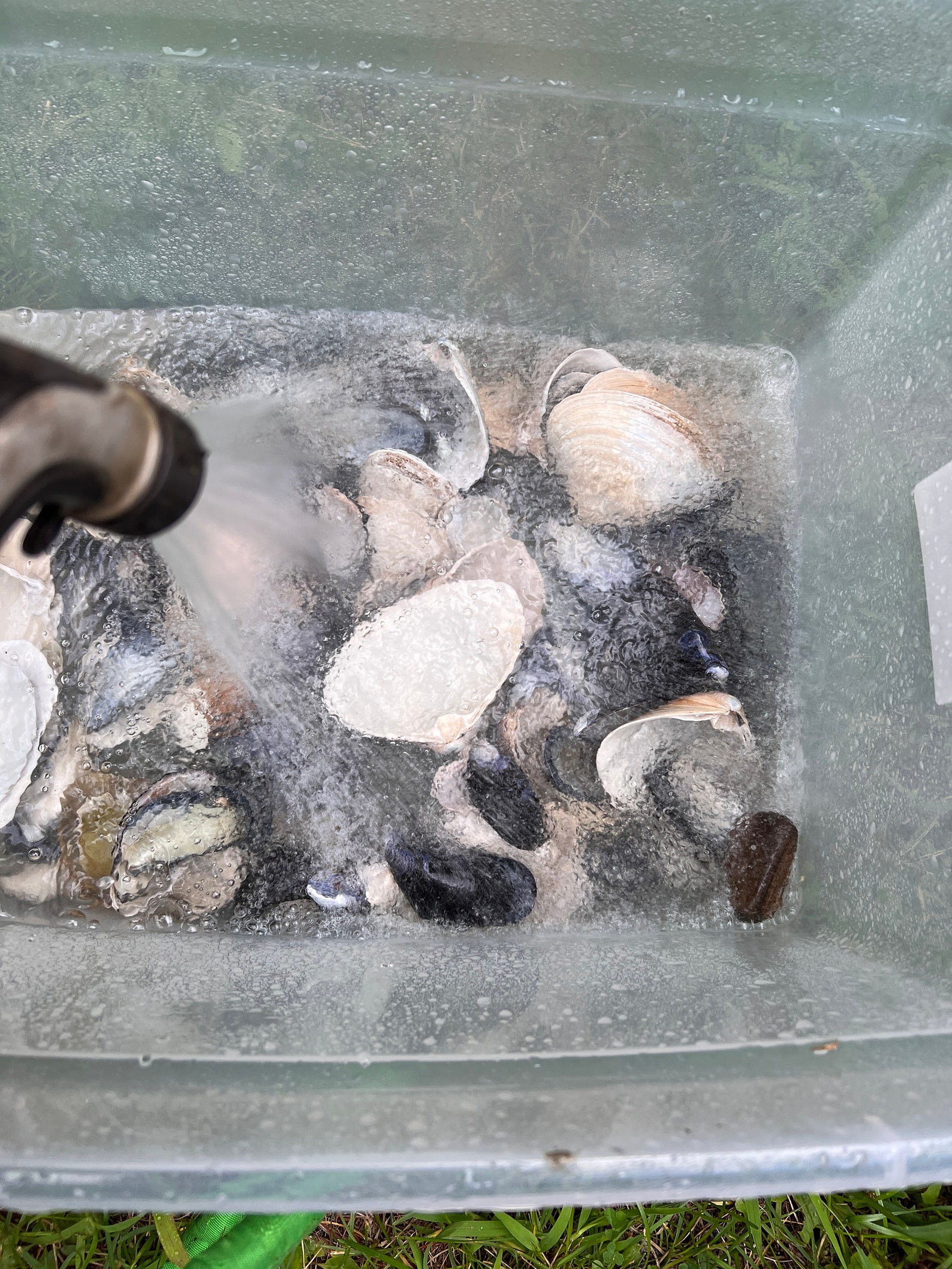 Blue Mussel Seashells From Coast of Maine 1 35-45 Pcs Science Class ...