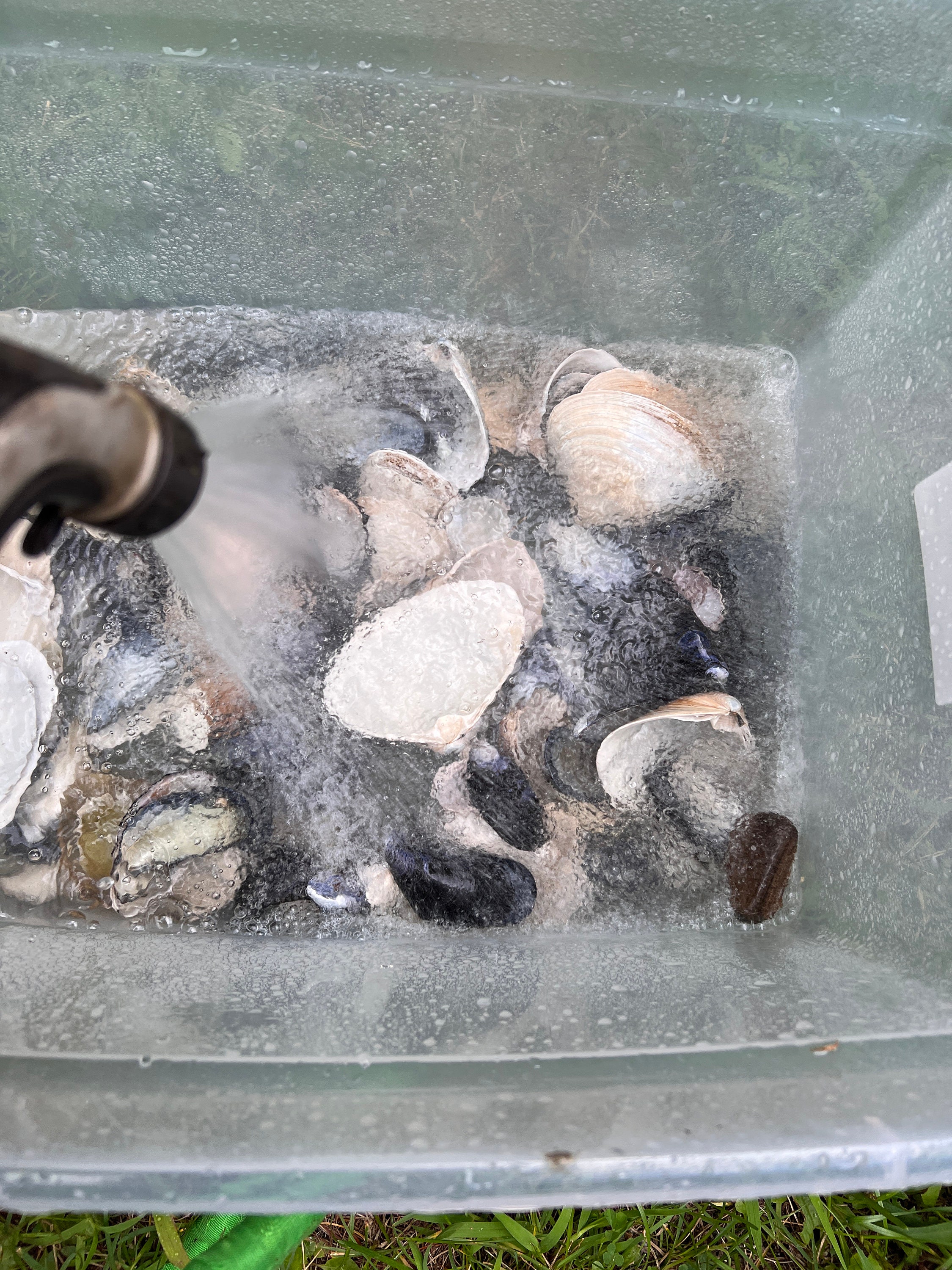 Blue Mussel Seashells From Coast of Maine 1 35-45 Pcs Science Class ...