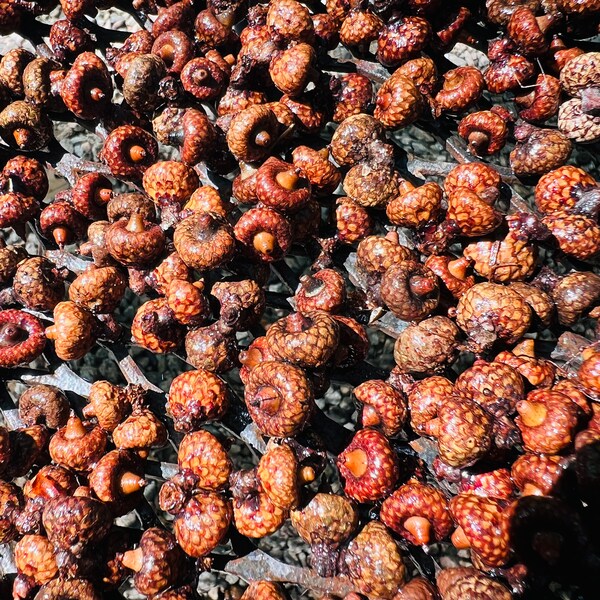 Miniature Acorns - Etsy