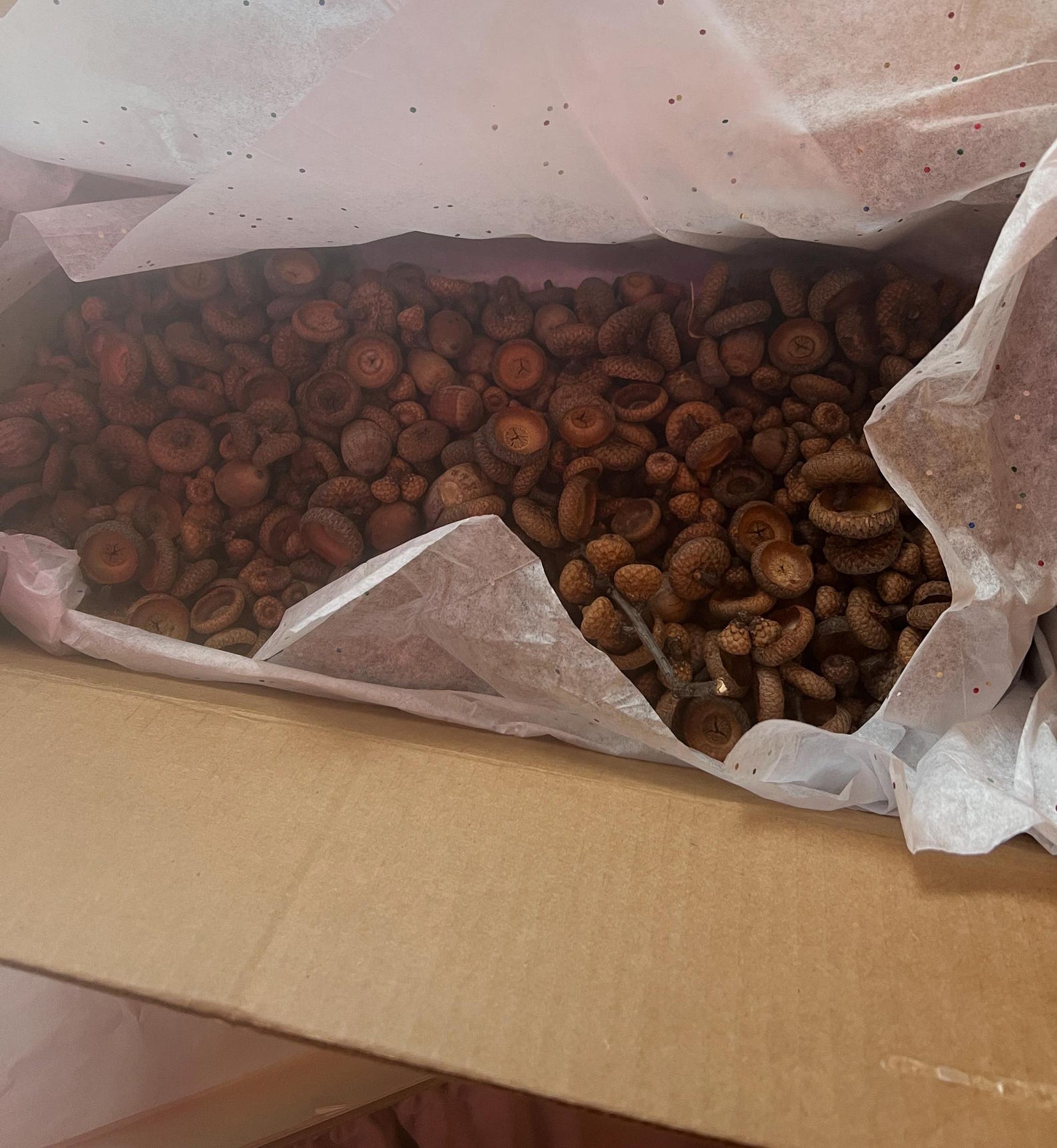 Acorns Assorted Inventory Clearance Acorn Buds, Acorns, Acorn Cap. - Etsy