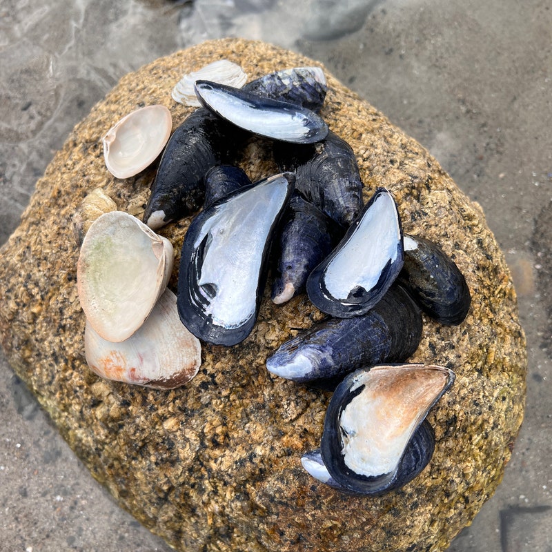 Mussel Shells - Etsy