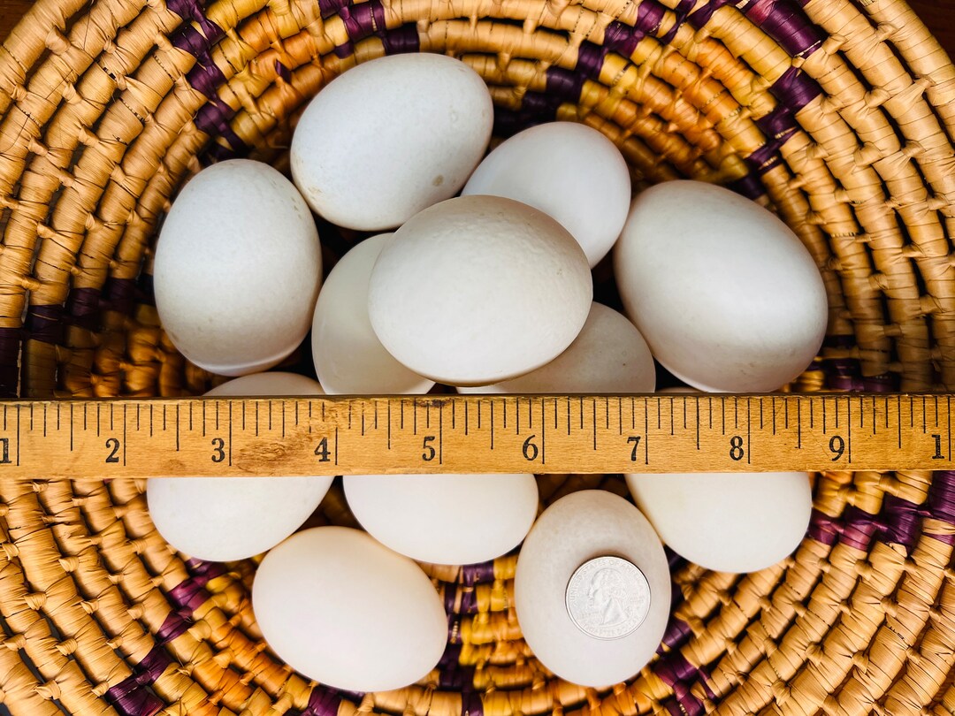 White Duck Eggs...hollow White Eggs...easter Eggs...farmhouse...large ...