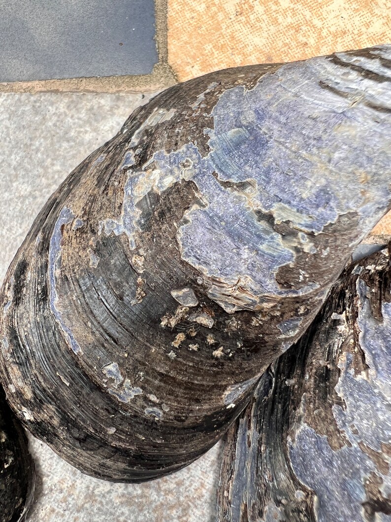 Blue Mussel Seashells From Coast of Maine 1 35-45 Pcs Science Class ...