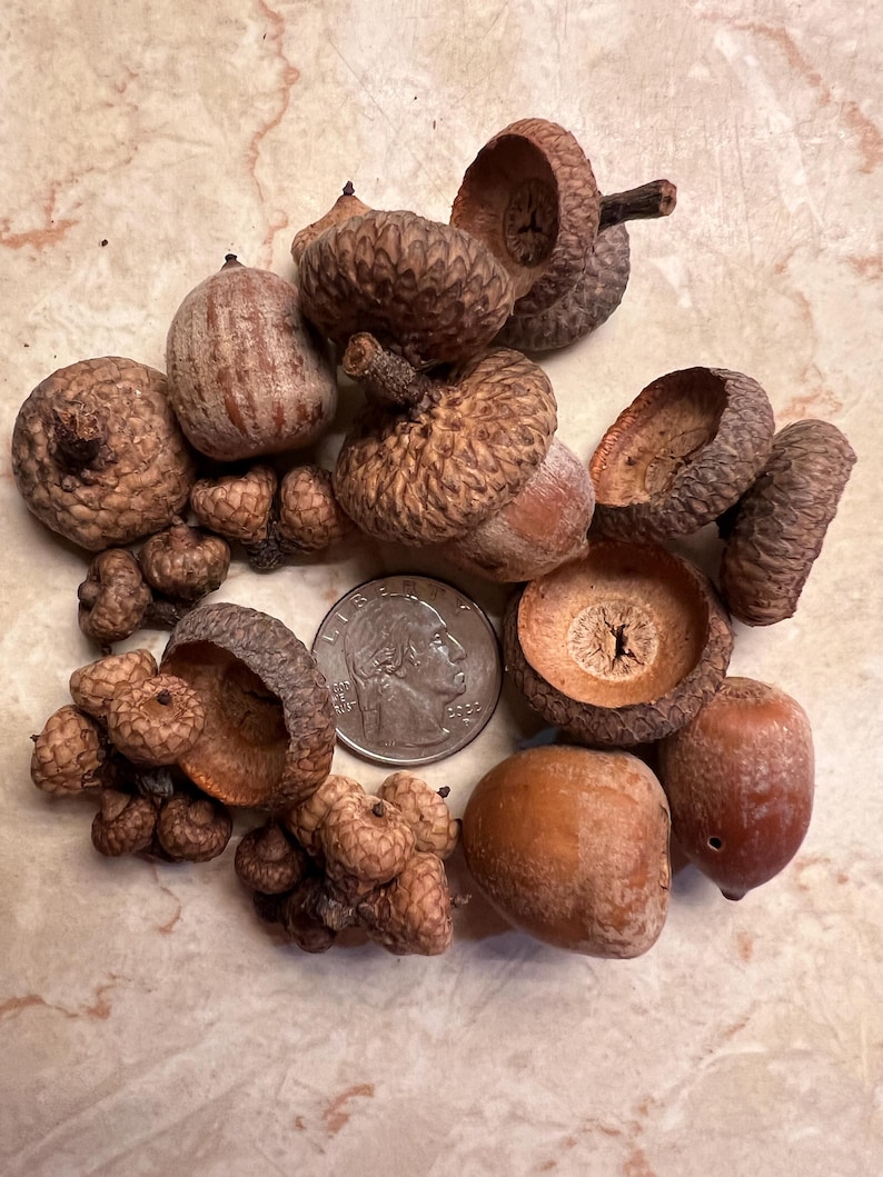 Acorns Assorted Inventory Clearance Acorn Buds, Acorns, Acorn Cap. - Etsy