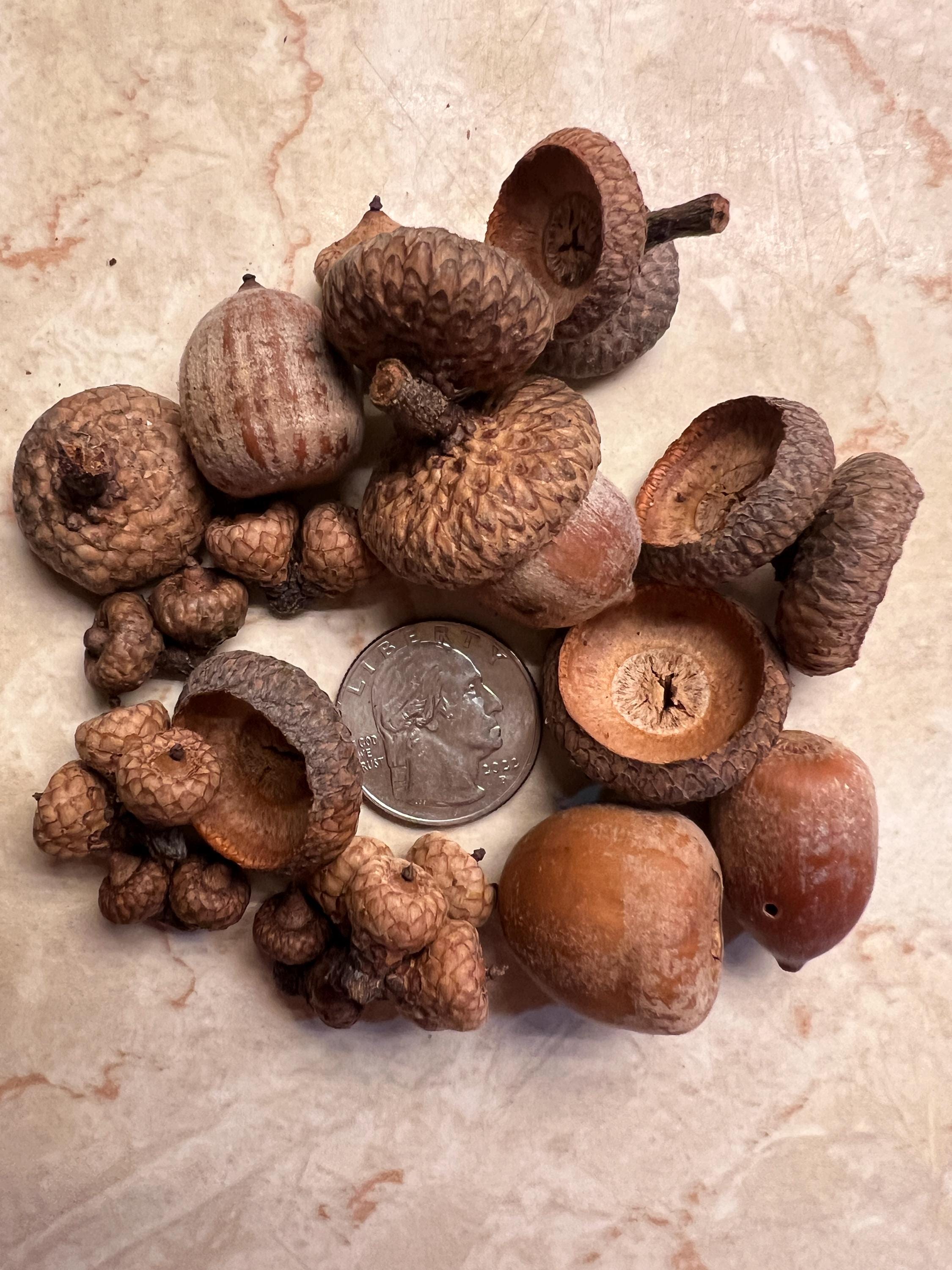 Acorns Assorted Inventory Clearance Acorn Buds, Acorns, Acorn Cap. - Etsy