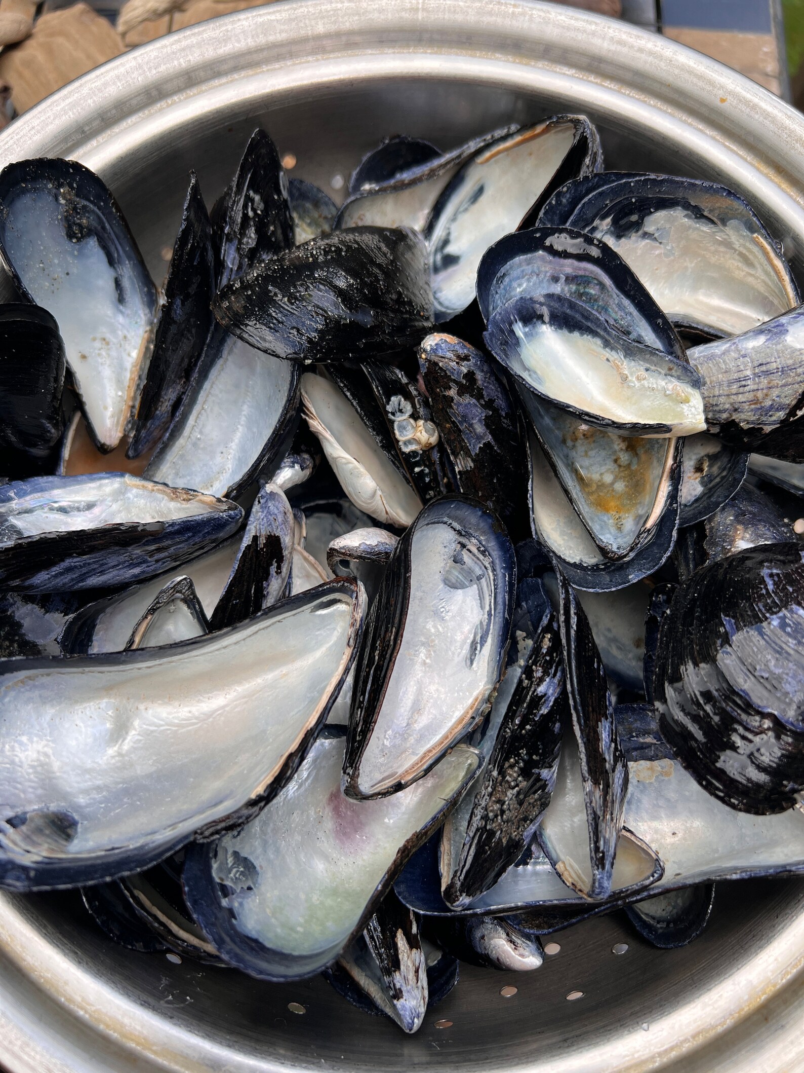 Blue Mussel Seashells From Coast of Maine 1 35-45 Pcs Science Class ...