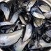 Blue Mussel Seashells From Coast of Maine 1 35-45 Pcs Science Class ...