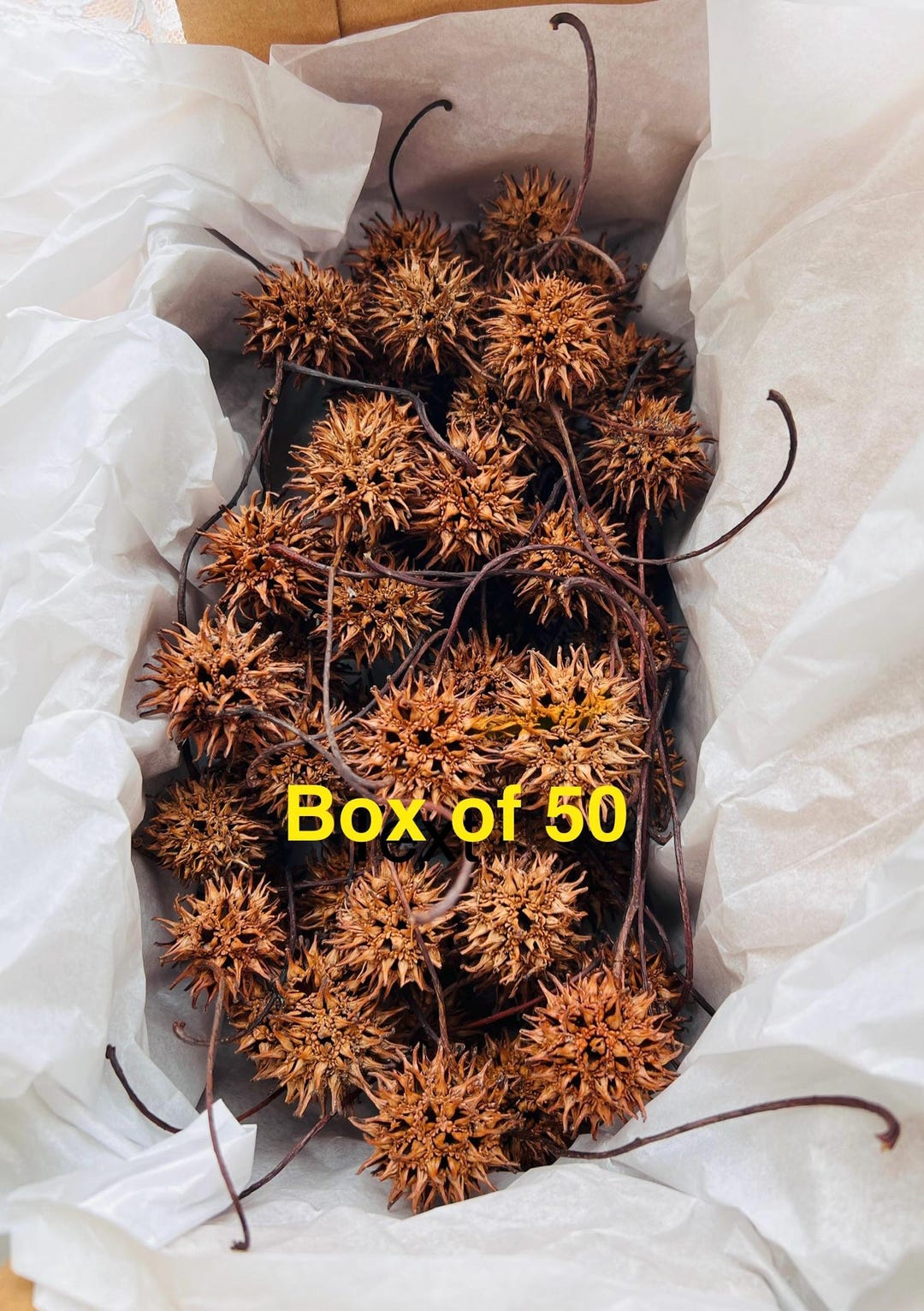 Dried Sweet Gum Seed Pods Box of 50 Witches Burr Forest Urchins Spiked ...