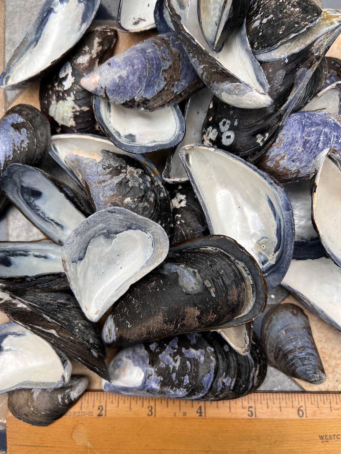 Blue Mussel Seashells From Coast of Maine 1 35-45 Pcs Science Class ...
