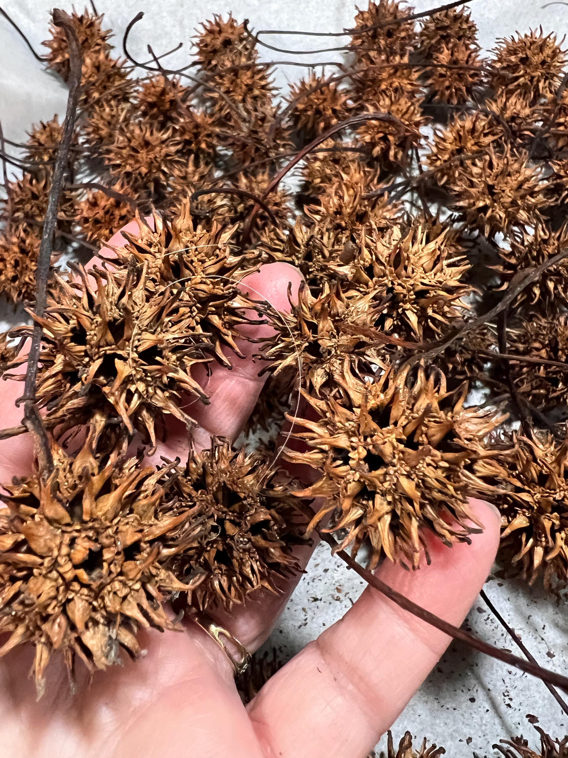 Sweet Gum Seed Pods (box of 50) - Witches Burr, Terrarium Decor - Etsy