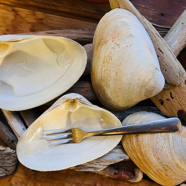 Large Clam Shells - Etsy