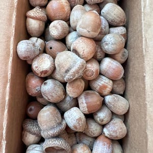Acorns Assorted Inventory Clearance Acorn Buds, Acorns, Acorn Cap. - Etsy