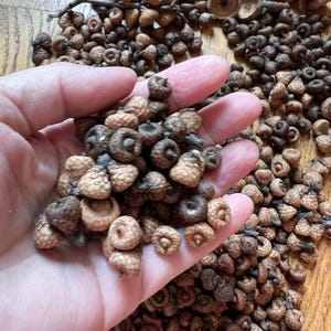 Acorns Assorted Inventory Clearance Acorn Buds, Acorns, Acorn Cap. - Etsy