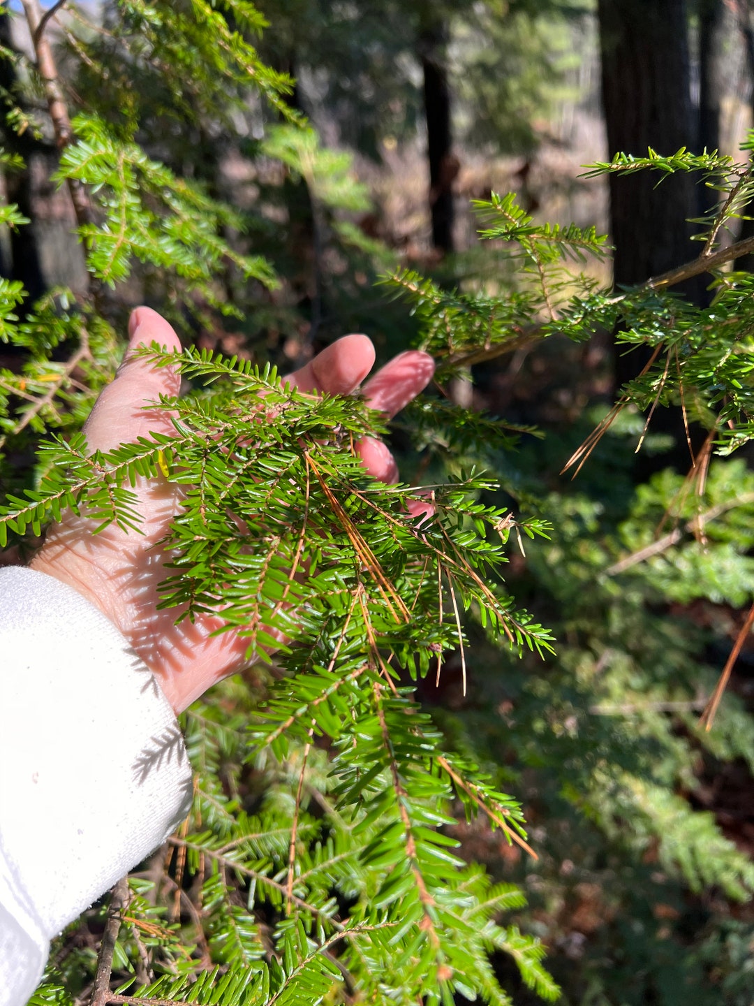 Fresh Cut Green Hemlock Boughs for Home Decor, Swags, Potpourri, Table ...