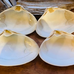 CLAM SHELLS for Baking - Etsy