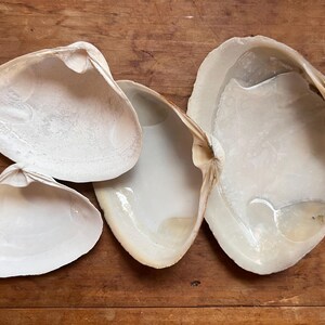 CLAM SHELLS for Baking - Etsy
