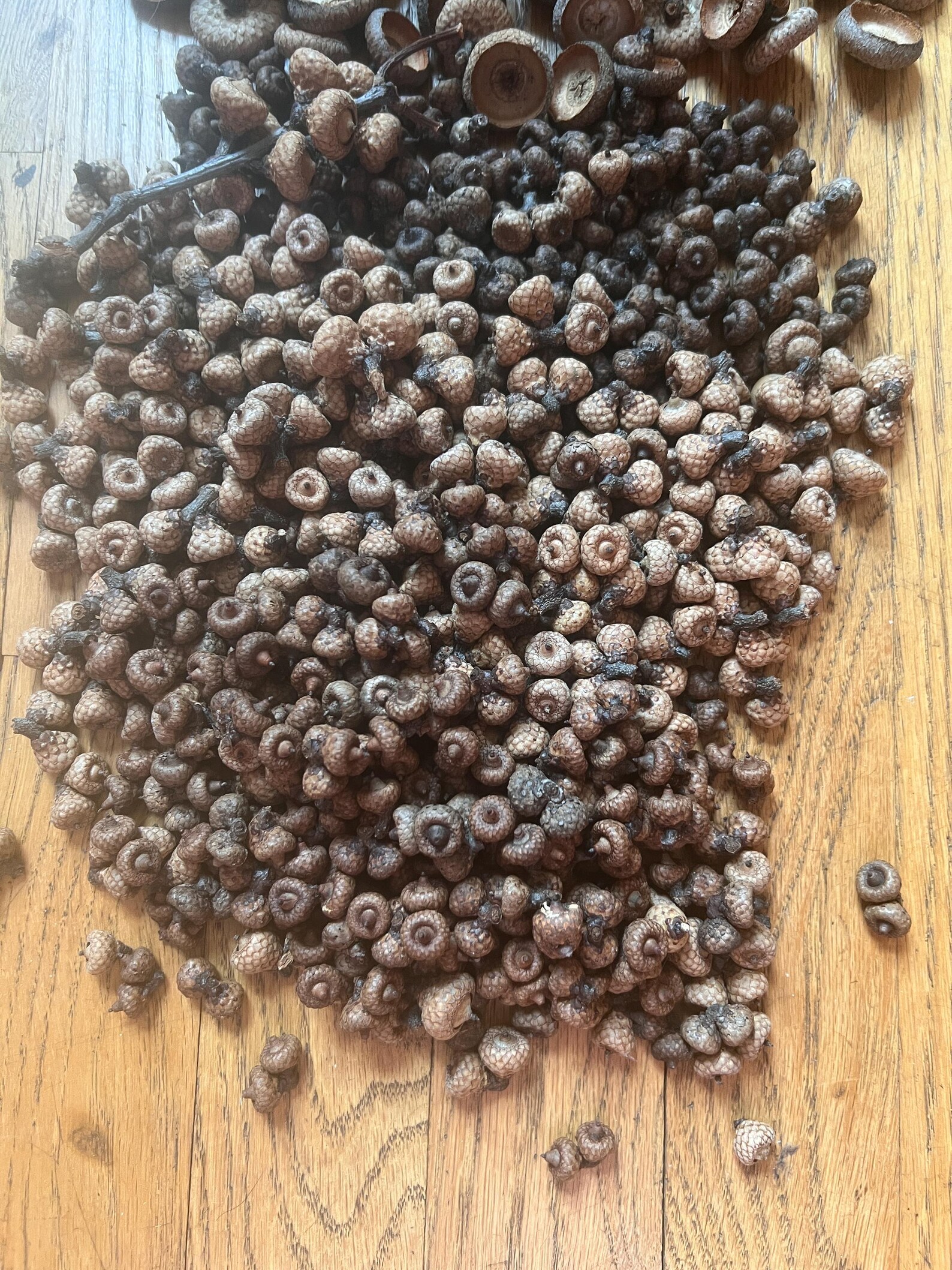 Acorns Assorted Inventory Clearance Acorn Buds, Acorns, Acorn Cap. - Etsy