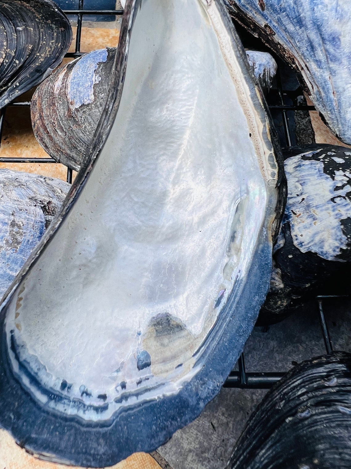 Blue Mussel Seashells From Coast of Maine 1 35-45 Pcs Science Class ...