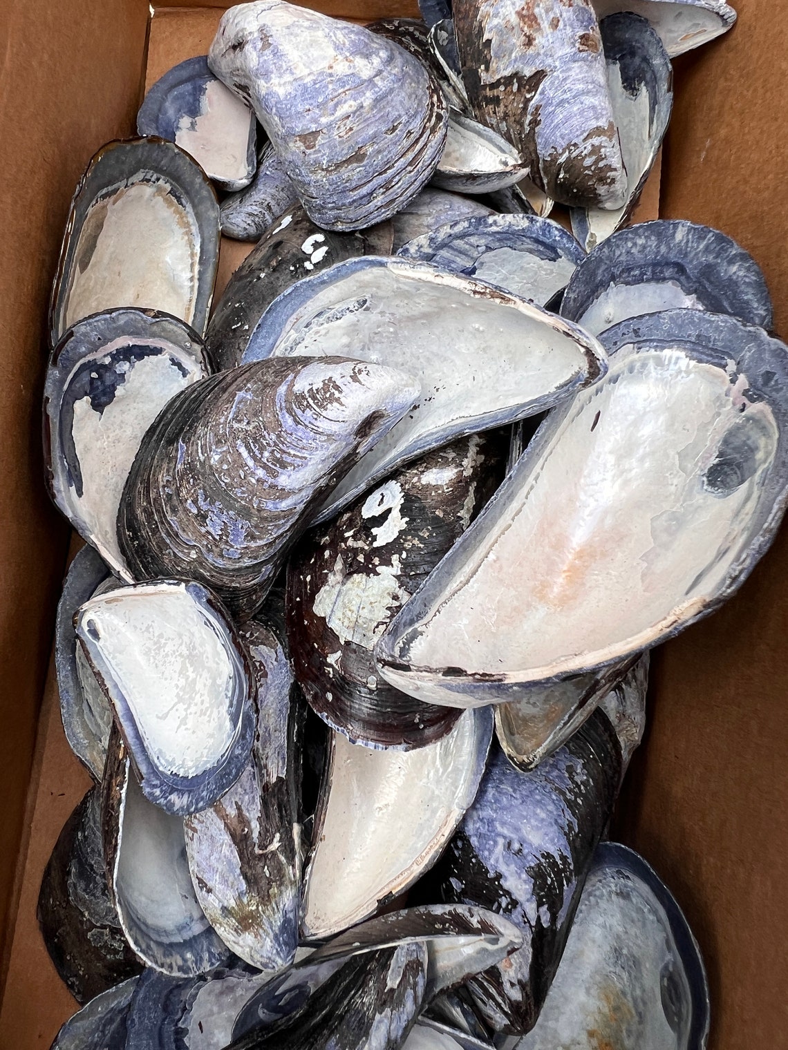 Blue Mussel Seashells From Coast of Maine 1 35-45 Pcs Science Class ...