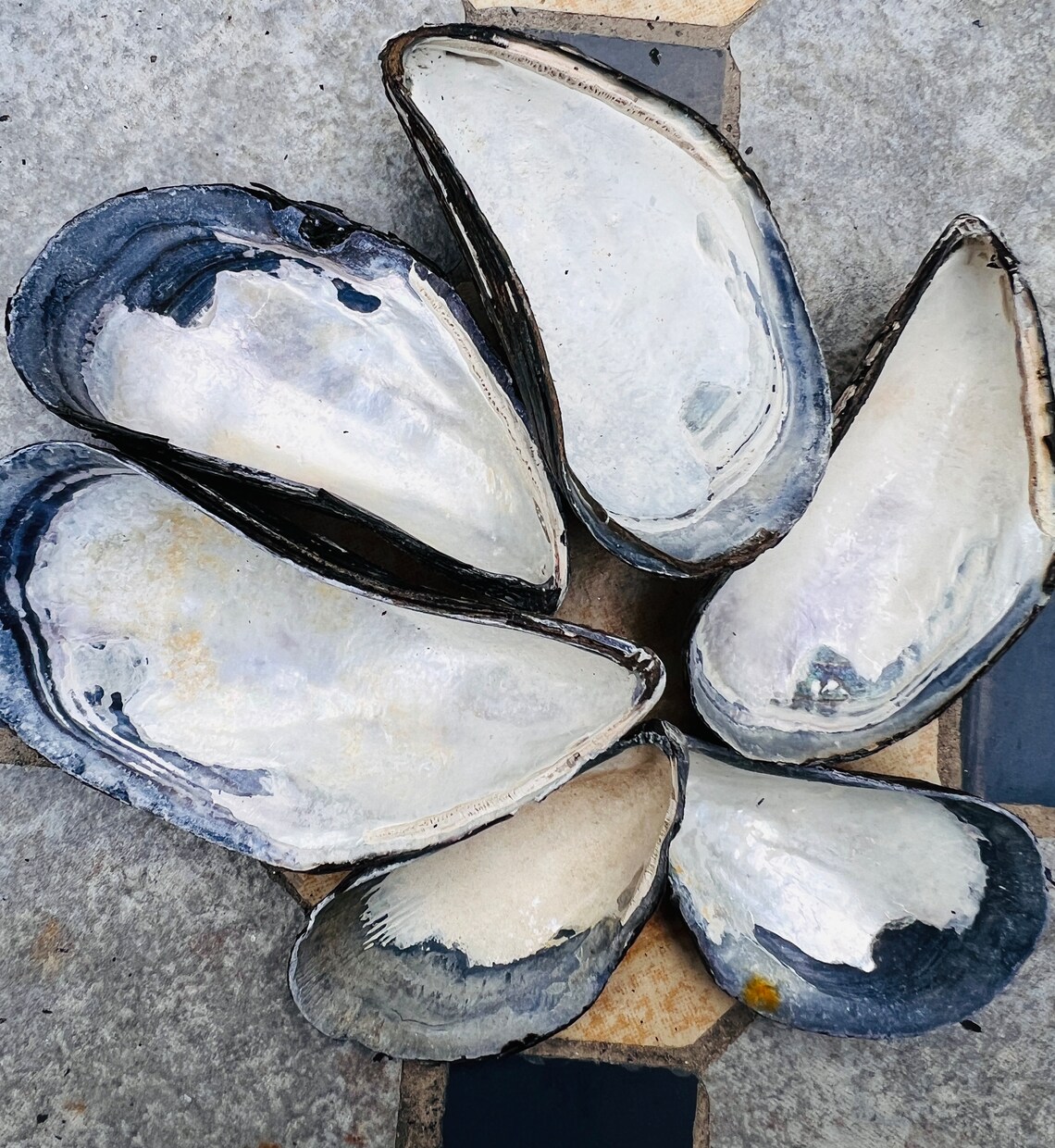 Blue Mussel Seashells From Coast of Maine 35 Pcs Science Class Biology ...